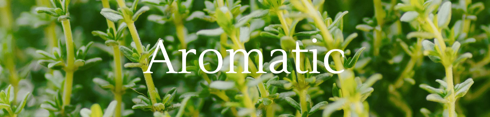 Aromatic Perfumes – TRYMEFIRST
